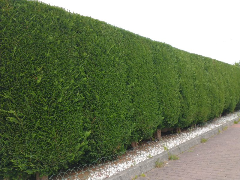 Plantas de seto: LOTE 50 PLANTAS DE SETO 50 Cm