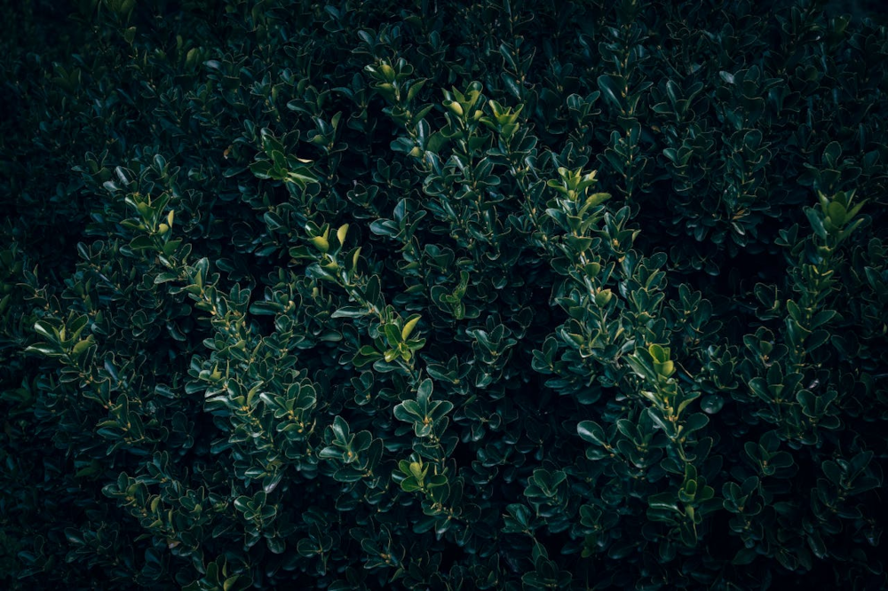 Plantas de seto: Evónimo o Euonymus japonicus M10